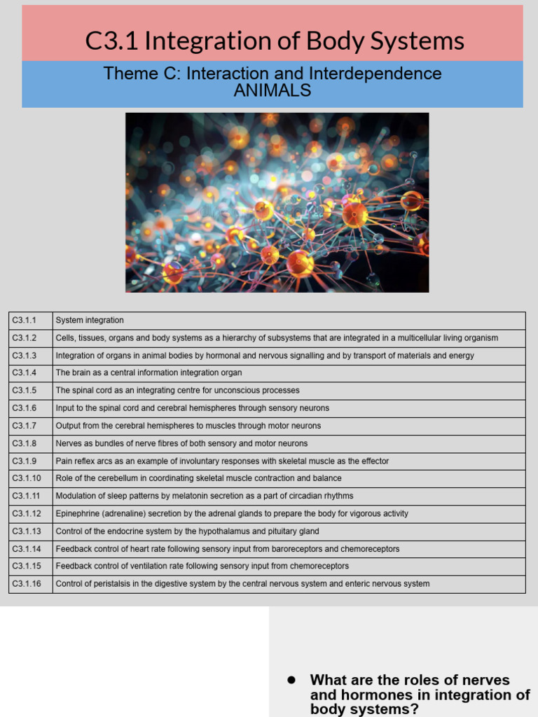 C3.1 Integration of Body Systems - Animals (2024) | PDF | Motor Neuron ...