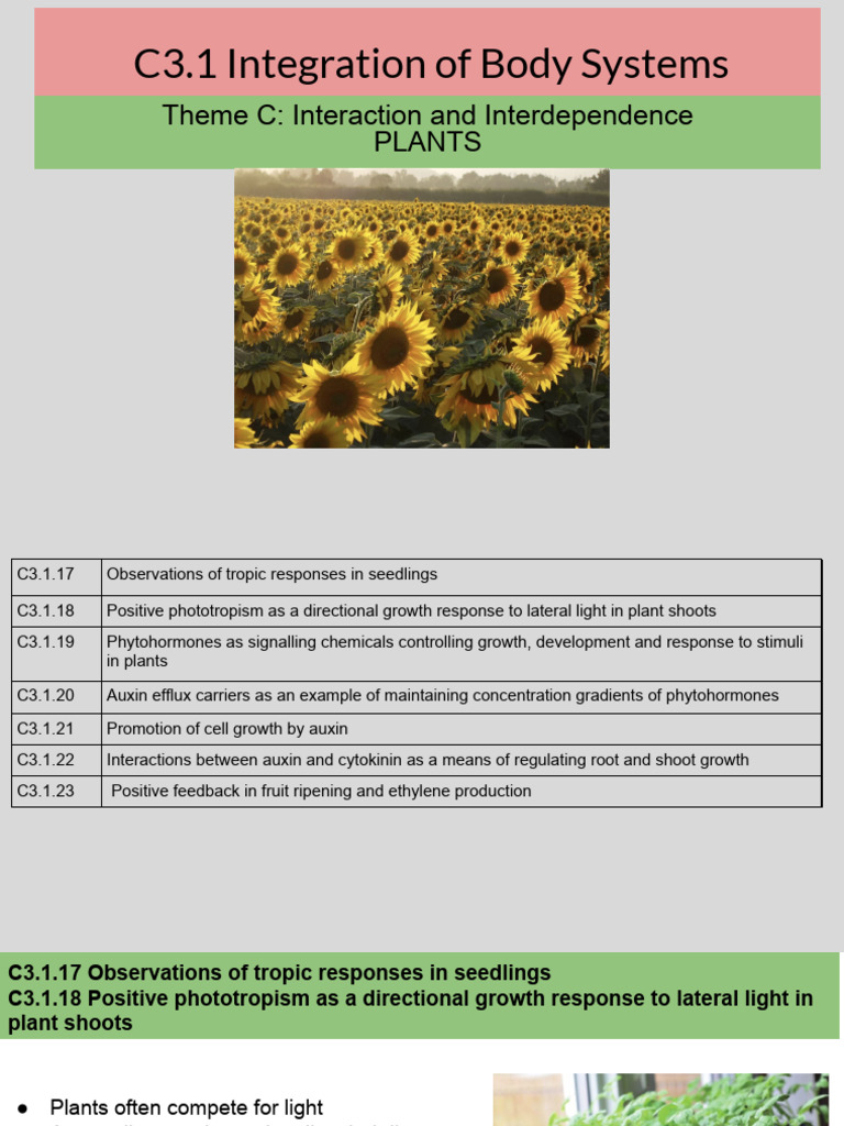 C3.1 Integration of Body Systems - Plants (2024) | PDF | Auxin | Plant ...