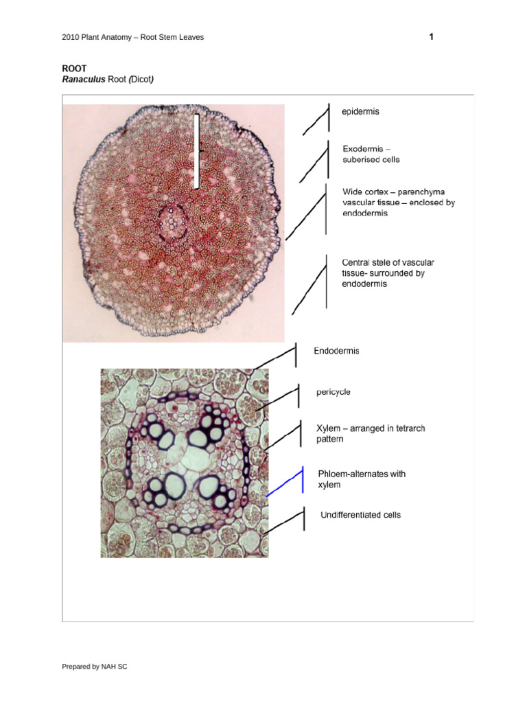 2010 Plant Anatomy - Root Stem Leaves | PDF | Plant Stem | Root
