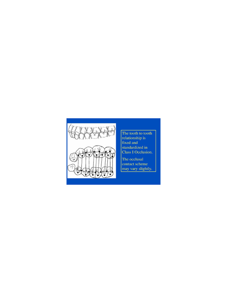 The+Tooth+to+Tooth+Relationship+is+Fixed+and+Standardized+in+Class+I ...