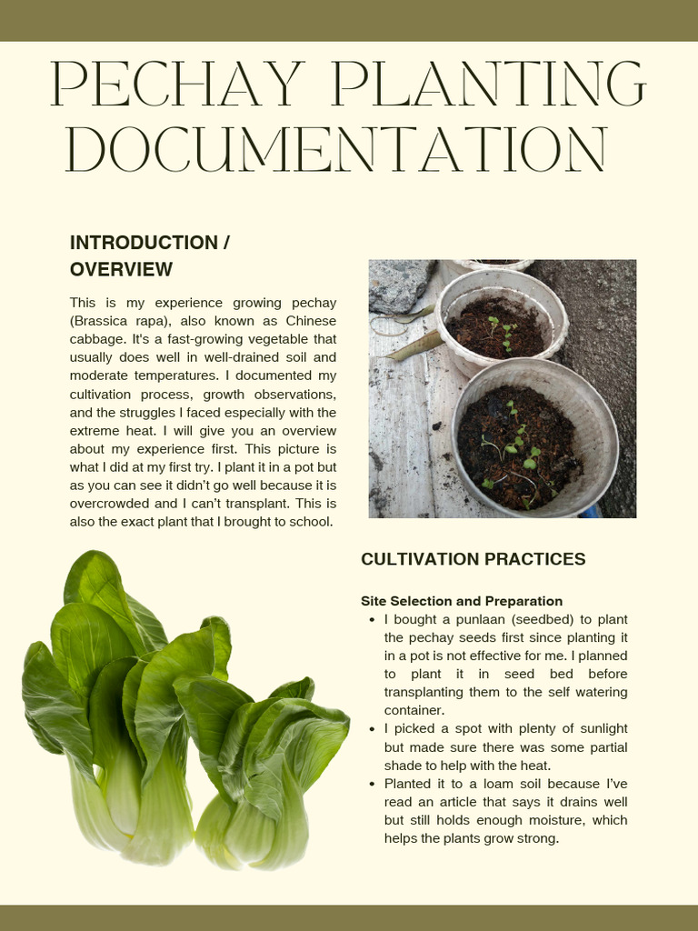 Crop Plants Documentation | PDF | Seedling | Botany