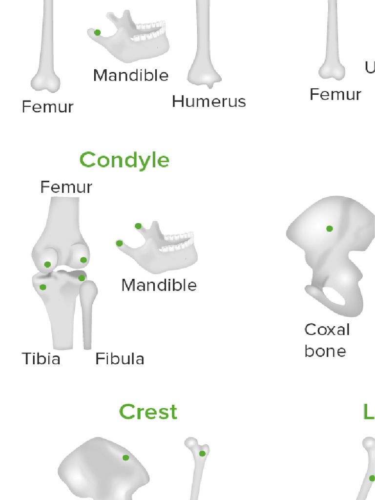 More Types of Bone Markings On Different Bones in The Body | PDF