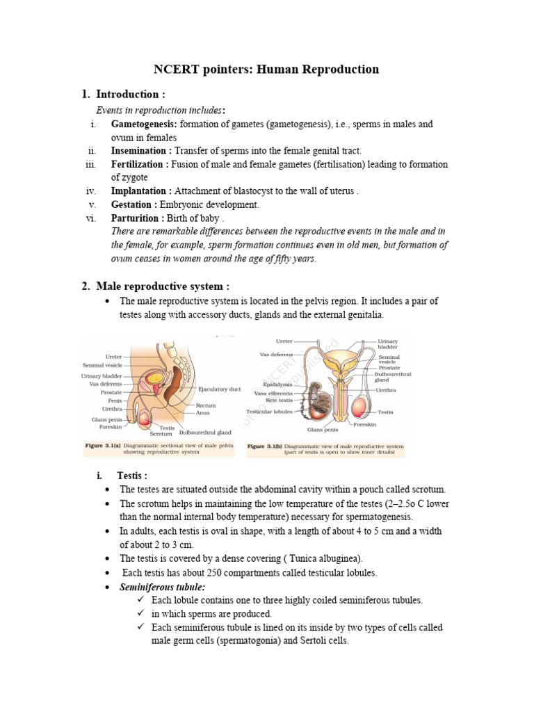 NCERT pointers Human reproduction allen | PDF | Testicle | Labia
