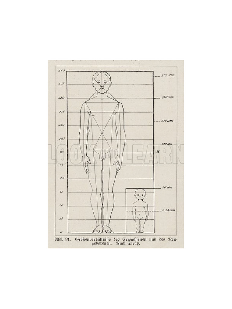 M645493 - Size Ratios of An Adult Man and A Newborn Baby | PDF