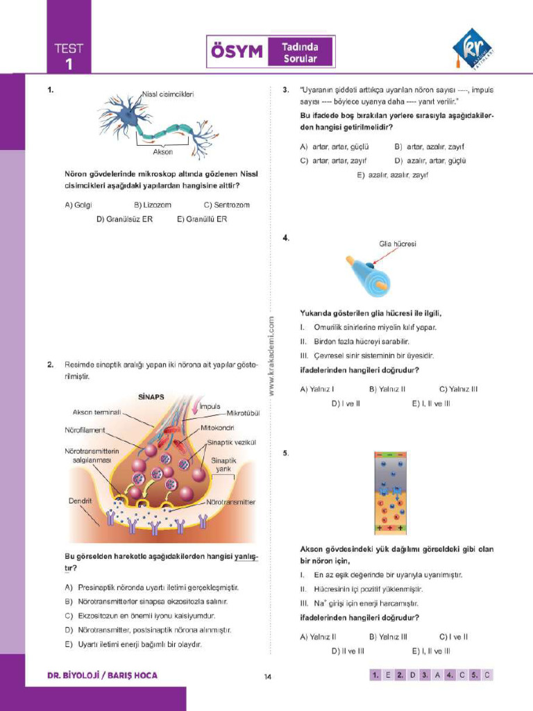 Ösym Tadında AYT | PDF