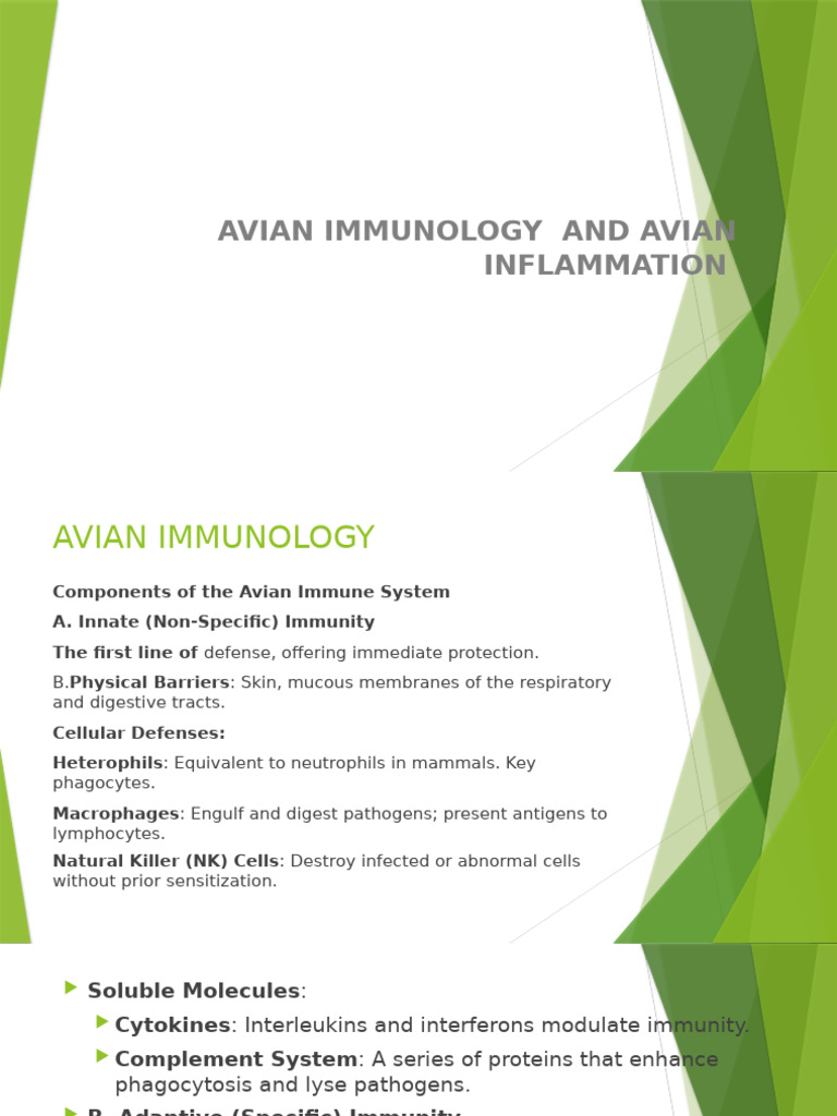 Presentation (1) avian immunology | PDF | Immune System | Lymphocyte