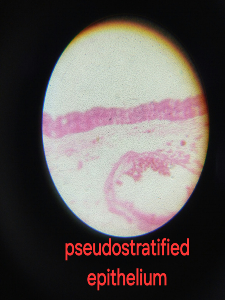 MBBS HISTOLOGY SLIDES for Semester- 1 | PDF