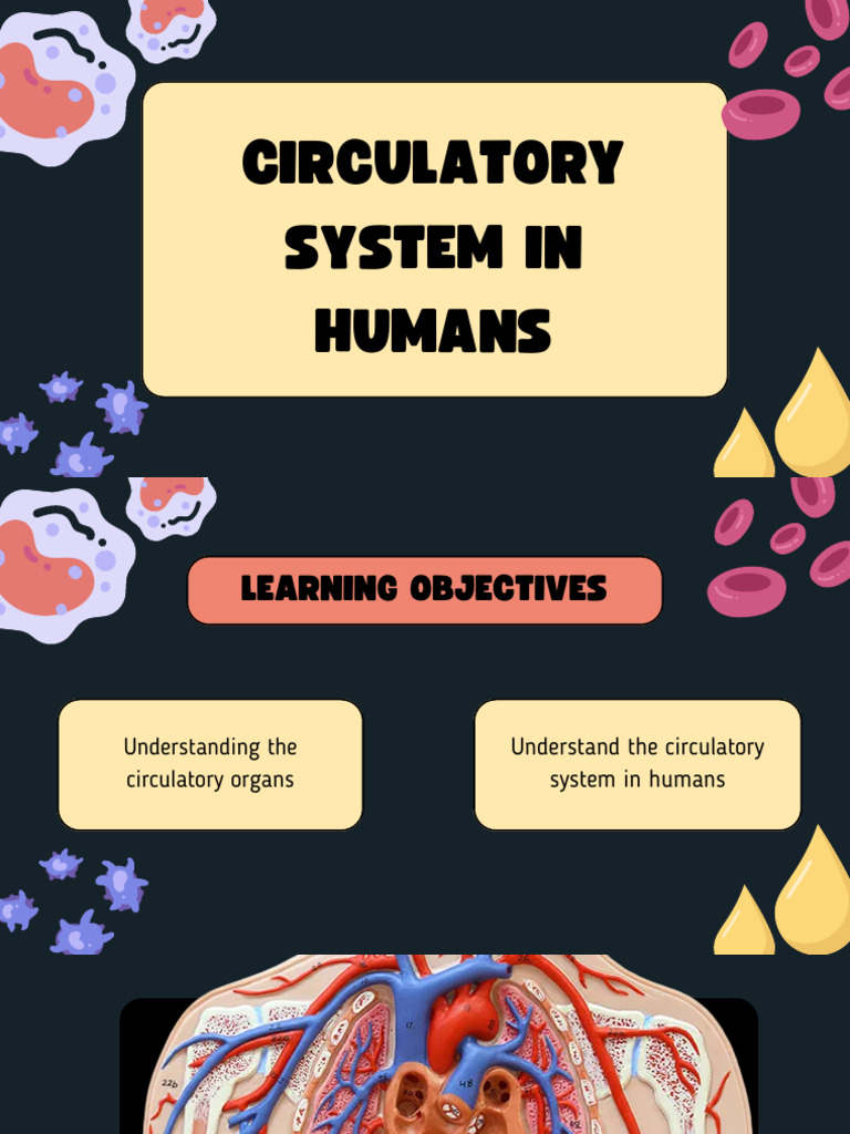 Circulatory System in Humans - Microteaching | PDF | Circulatory System ...