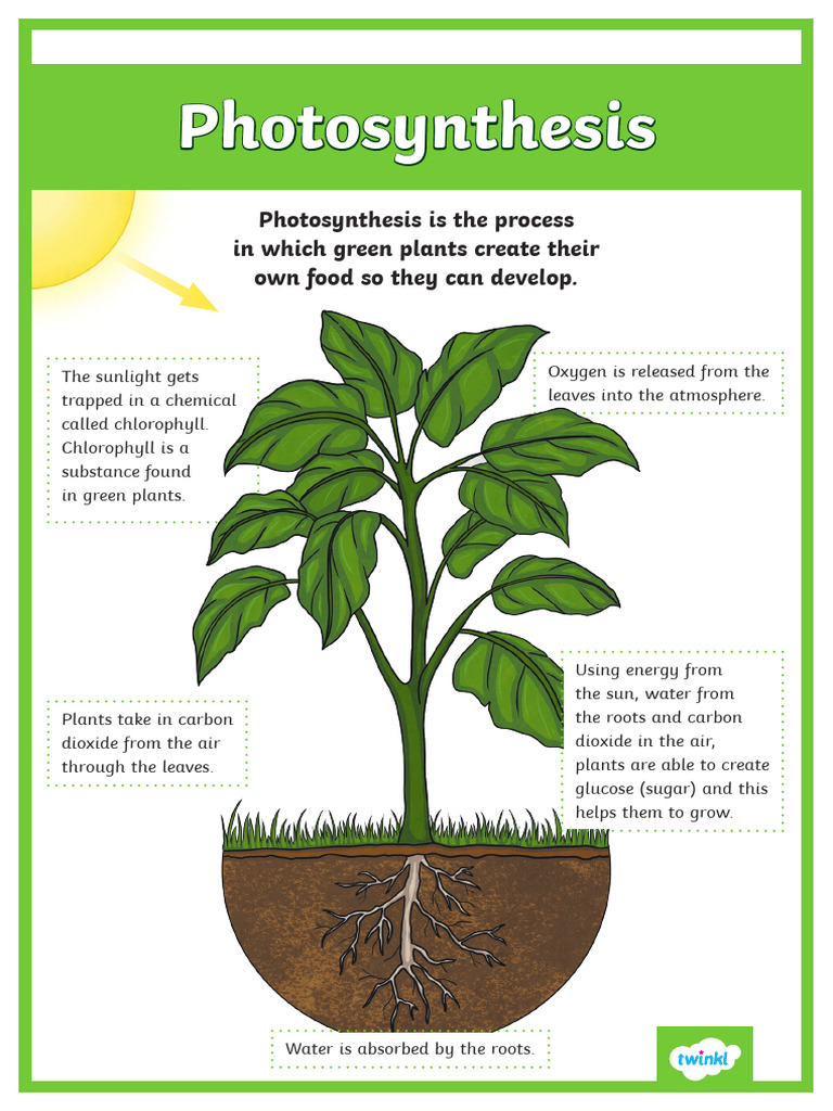 T SC 1682075709 ks2 Photosynthesis Display Poster - Ver - 2 | PDF