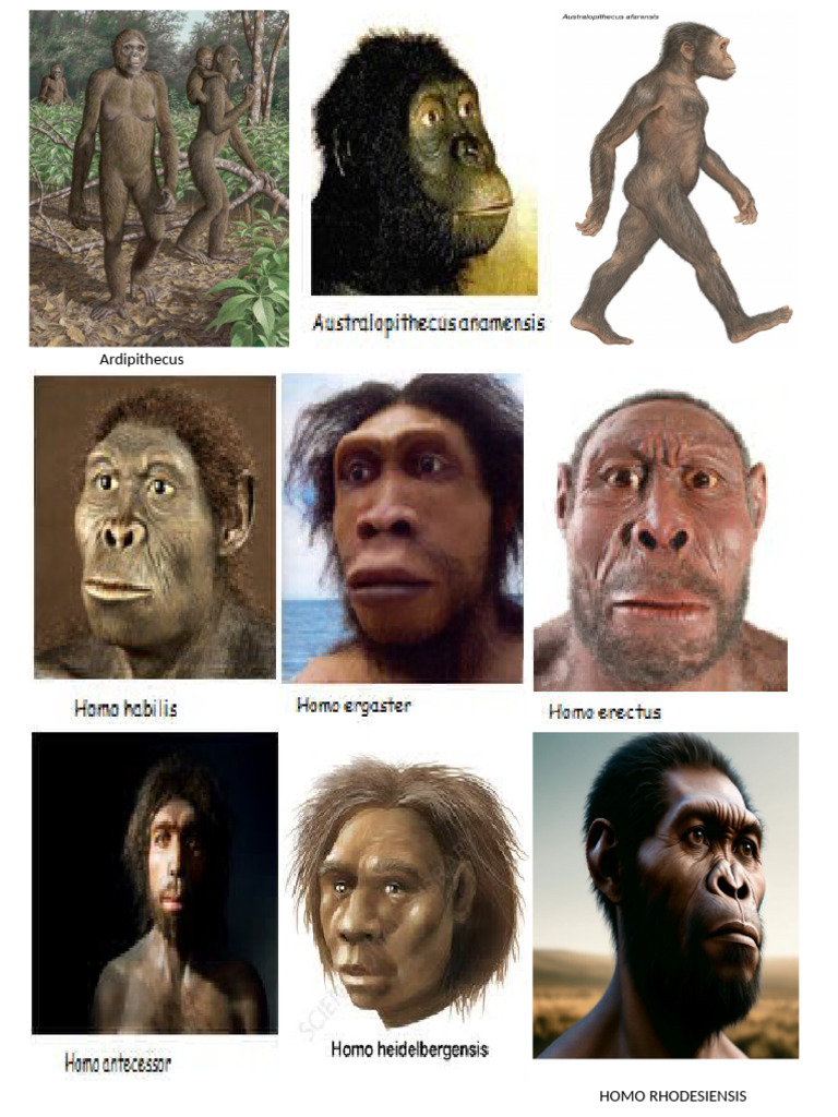Ardipithecus | PDF
