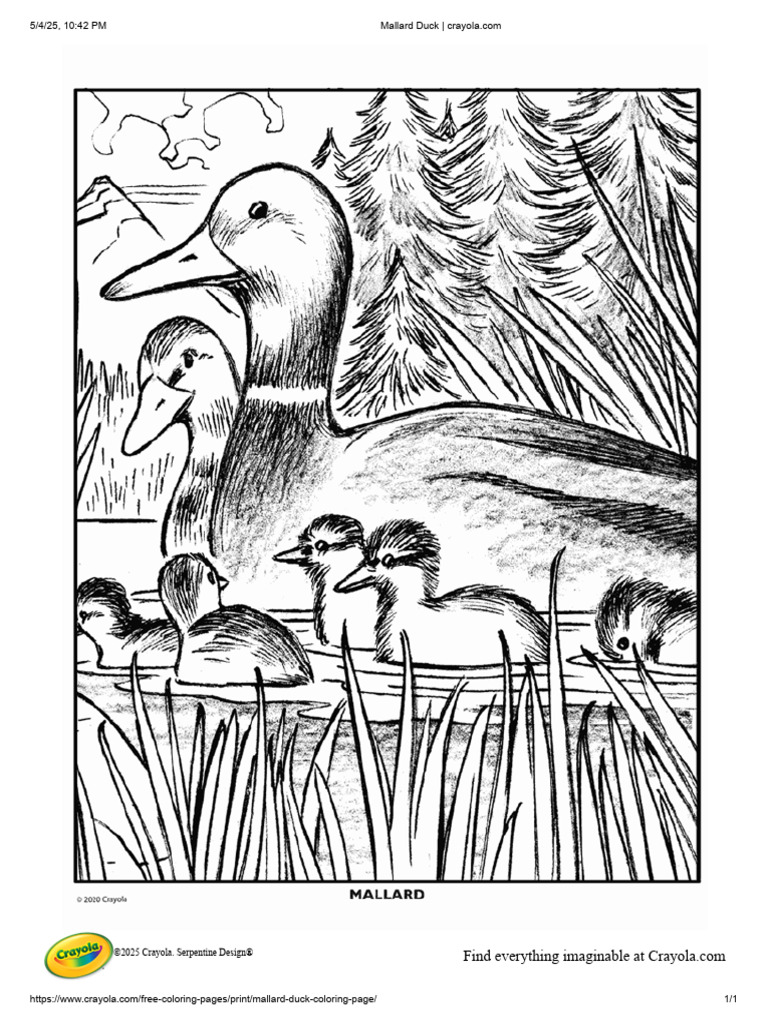 Mallard Duck | PDF