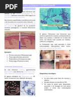 Piedraia Hortae | PDF | Hongo | Infección