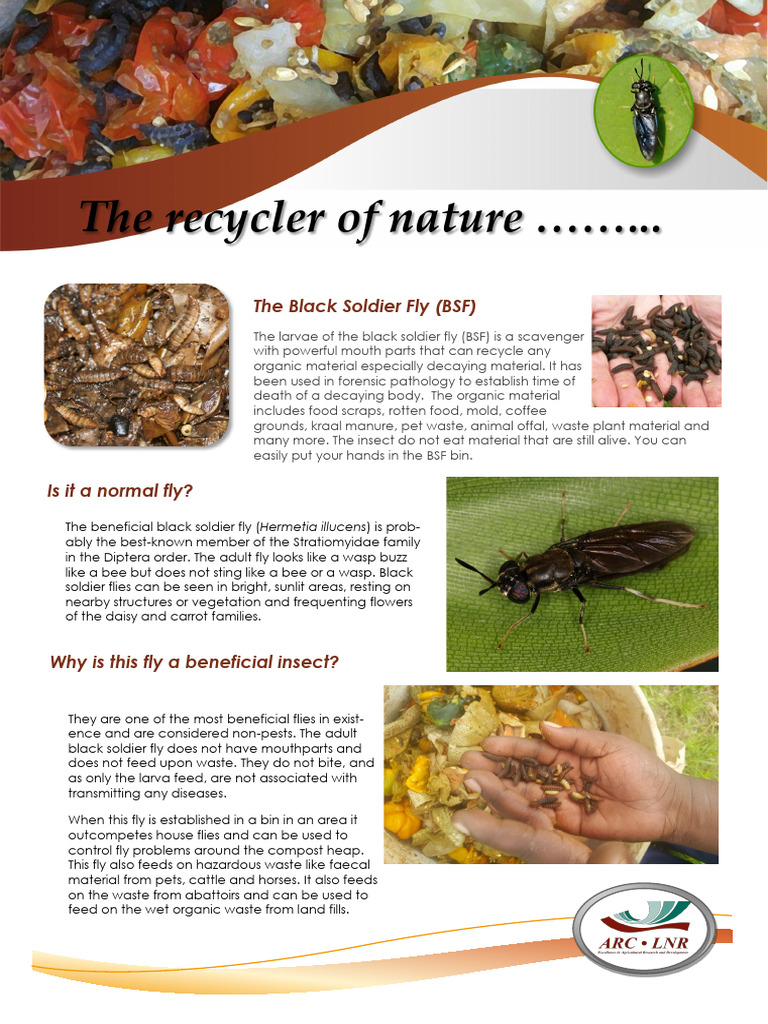 The Black Soldier Fly - BSF | PDF | Fly | Pupa