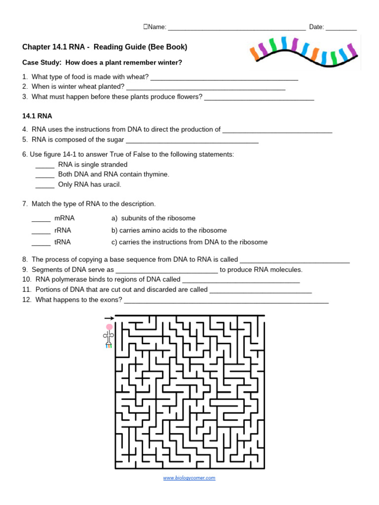 Chapter 14 Reading Guide | PDF | Rna | Genetic Code