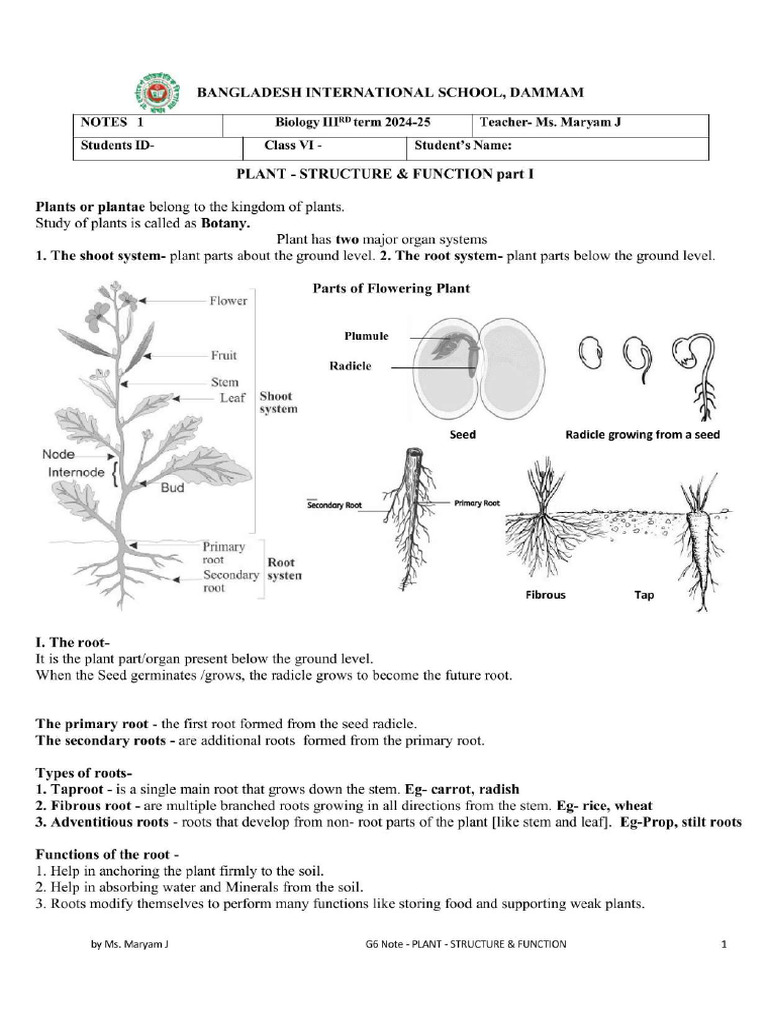 6th Notes Plant - Root-1 | PDF