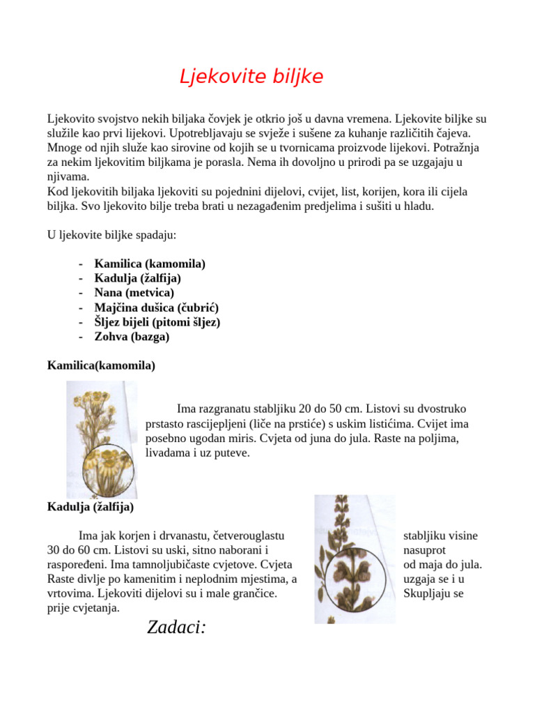 Ljekovite Biljke | PDF