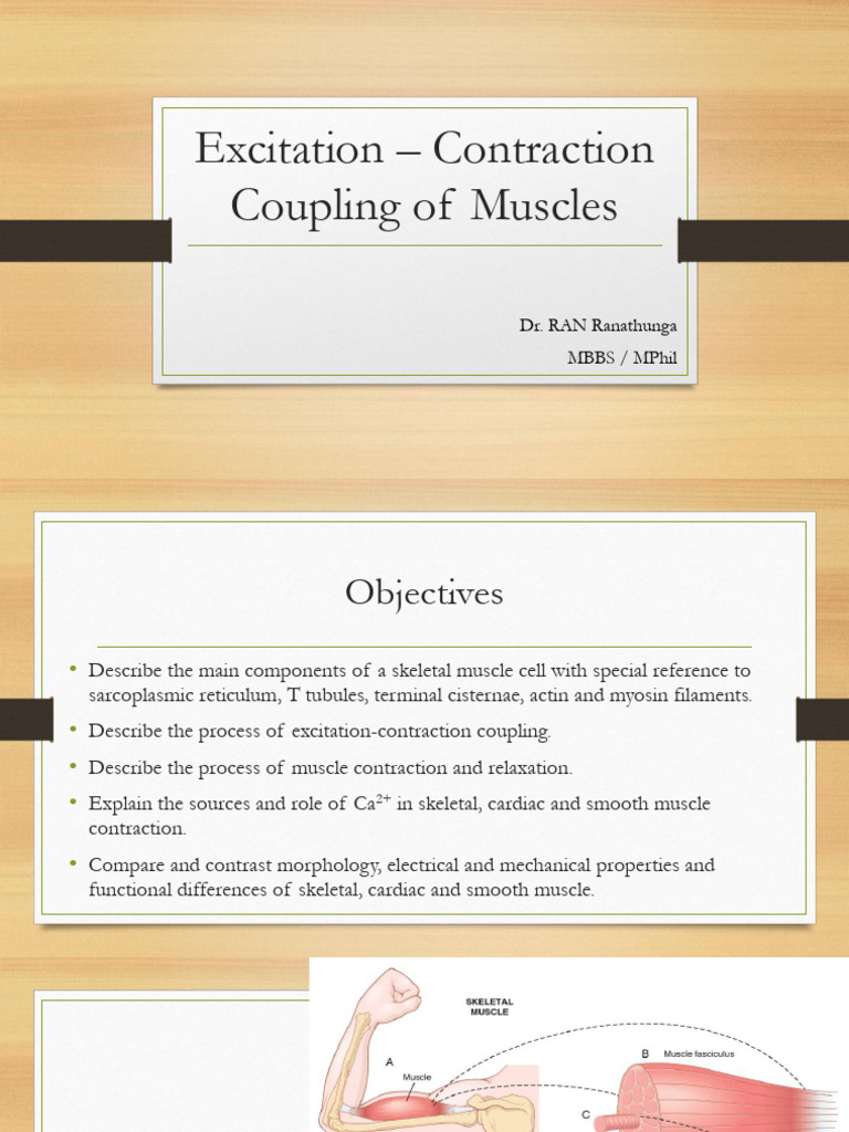 Contraction and Relaxation of Muscles 2021 - 250411 - 250411 - 114741 | PDF | Muscle Contraction ...