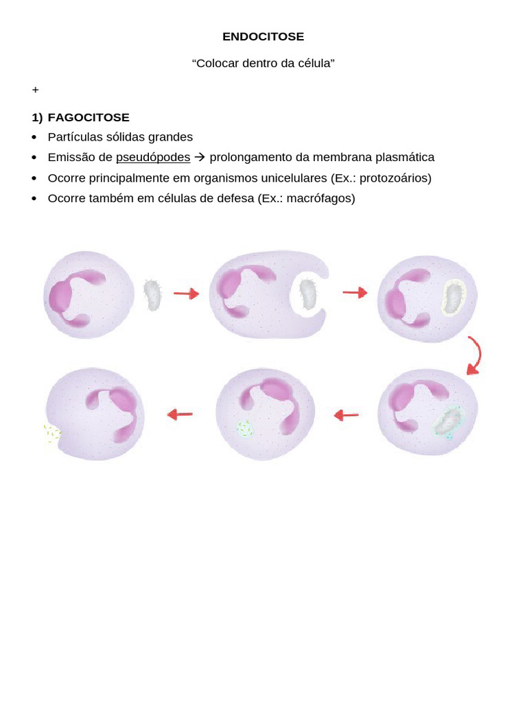 Tipos de Endocitose: Fagocitose e Pinocitose | PDF