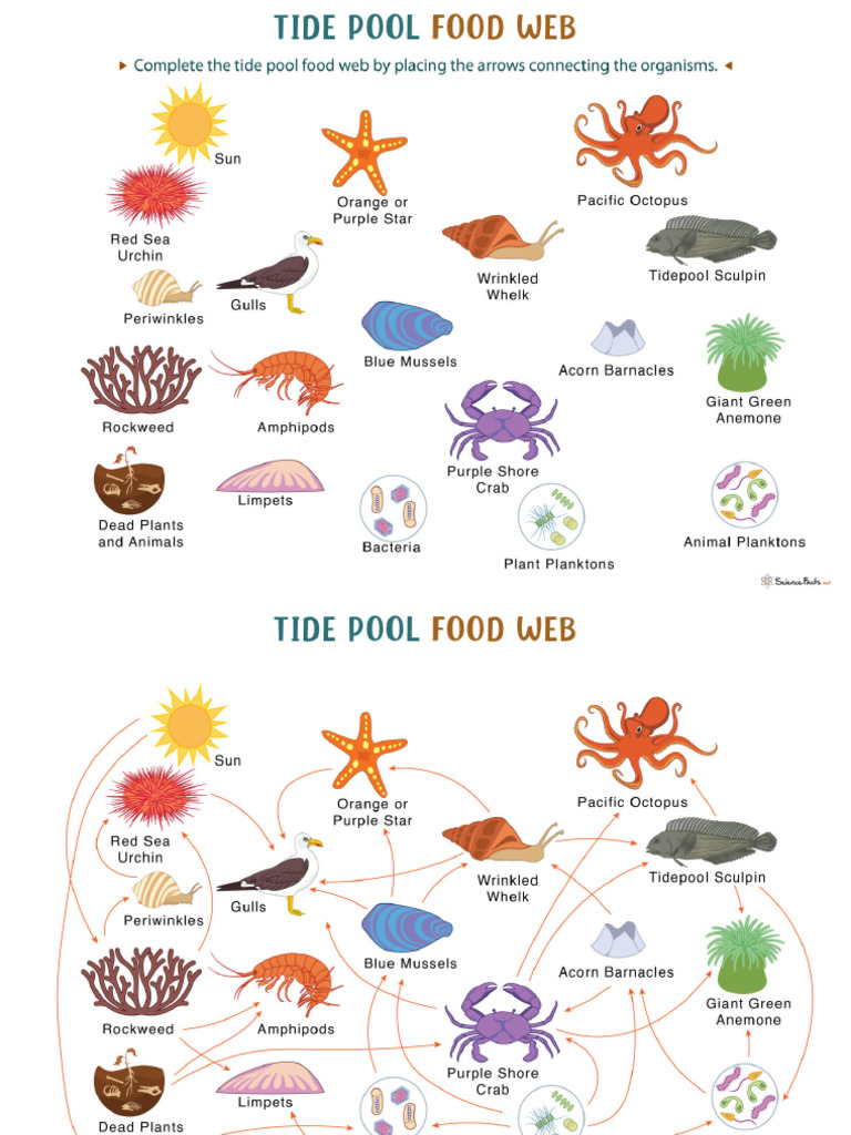 Tide Pool Food Web Worksheet | PDF