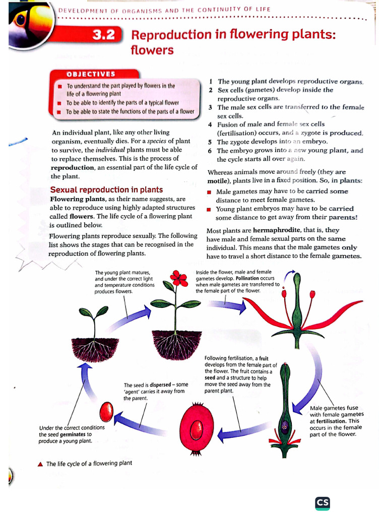 Plant Reproduction | PDF
