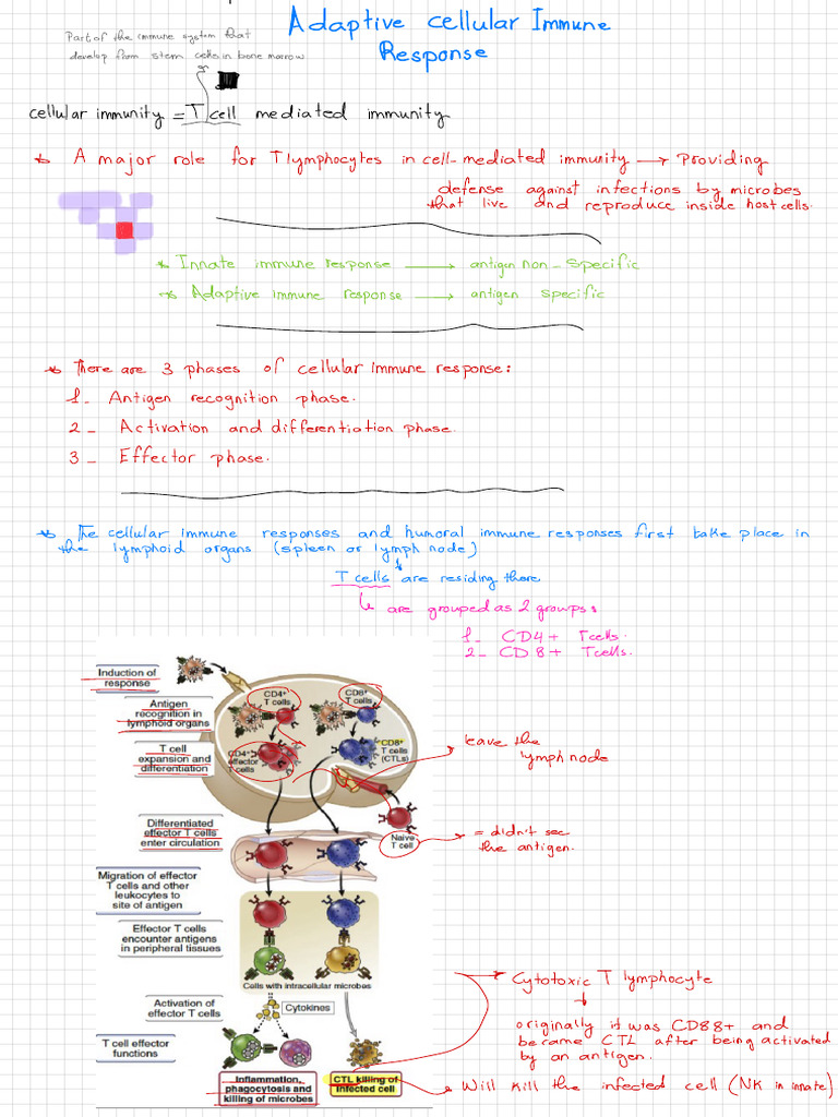 Cellular Adaptive Immunity | PDF | T Helper Cell | Lymphocyte