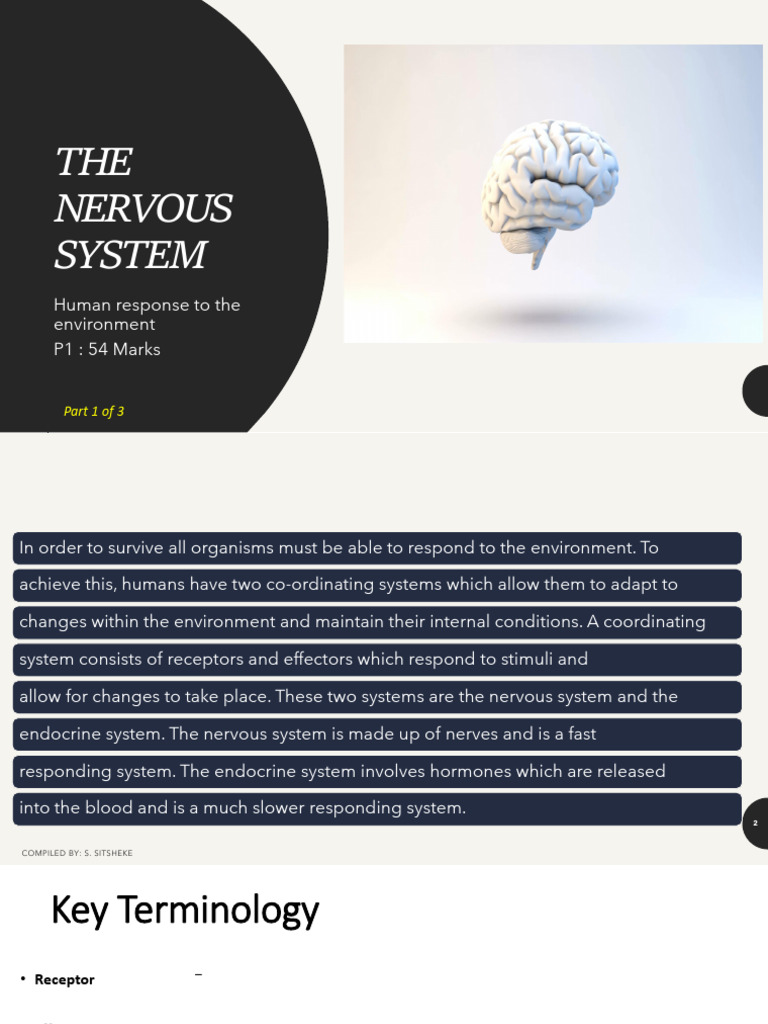 THE NERVOUS SYSTEM (Humans) | PDF | Neuron | Nervous System