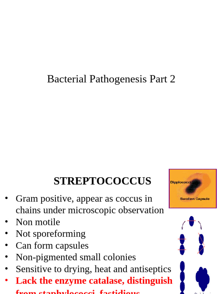 Bacterial Pathogenesis Part 2 | PDF | Streptococcus | Anthrax