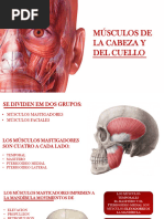 Músculos de Cabeza y Cuello | PDF | Anatomía humana | Sistema esquelético