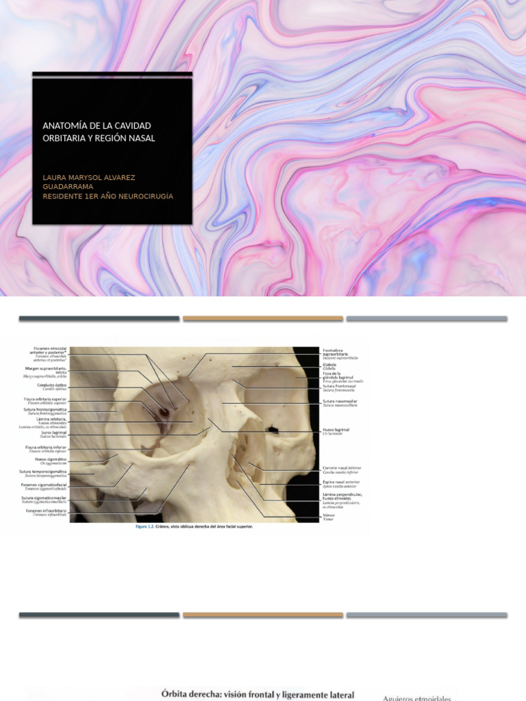 Anatomía de La Cavidad Orbitaria y Región Nasal | PDF