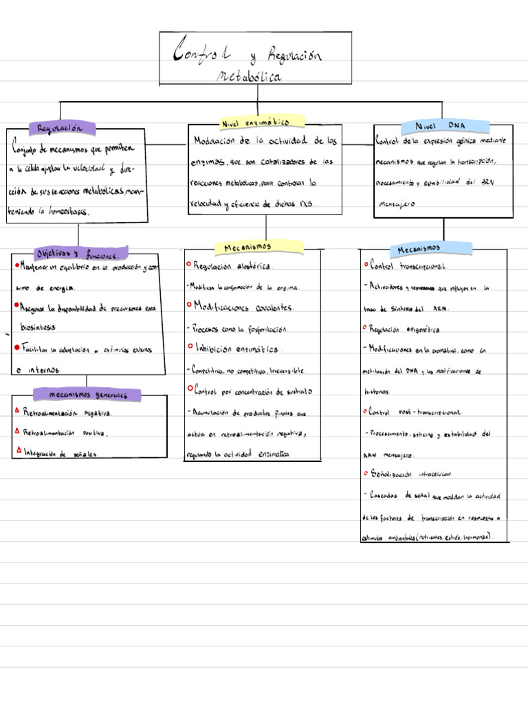 Mapa Conceptual T3 | PDF | Enzima | Regulación de la expresión génica