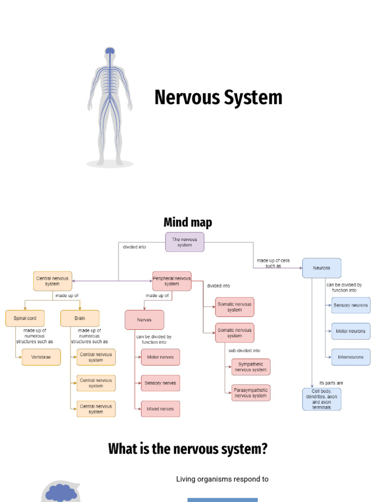 PowerPoint Nervous System | PDF | Central Nervous System | Nervous System