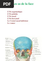 Anatomie des Os du Visage Humain | PDF | Anatomie humaine | Appareil ...