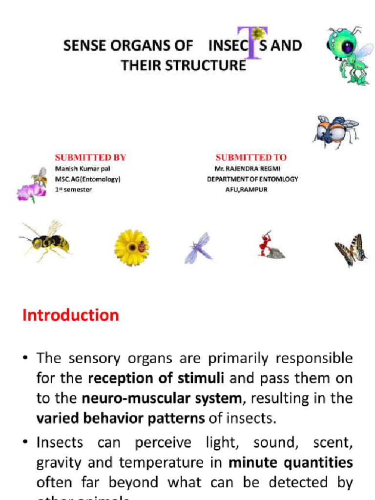 Insect sensory organ | PDF