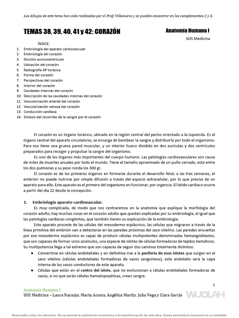 Corazon | PDF | Corazón | Ventrículo (corazón)