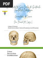 Suturas Del Cráneo | PDF | Cráneo | Anatomía