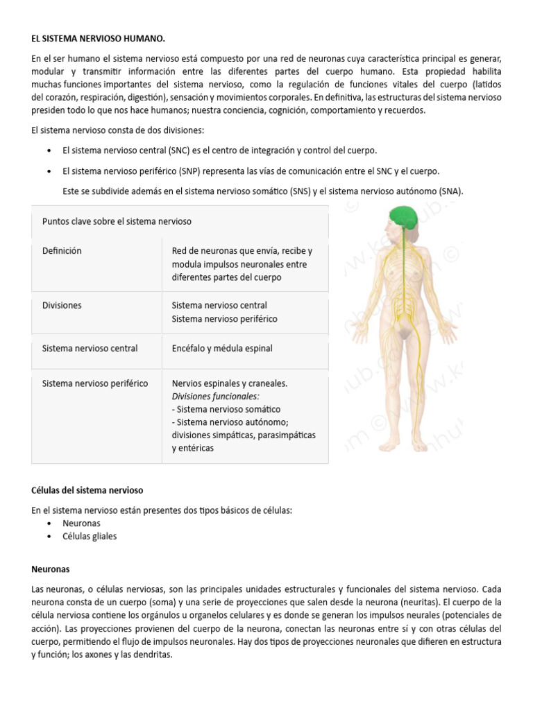Estructura del Sistema Nervioso Humano | PDF | Sistema nervioso | Neurona