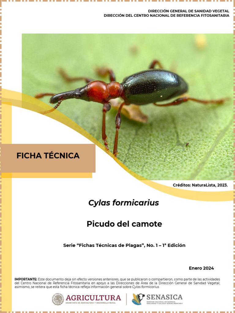 Ficha T Cnica Cylas Formicarius Enero 2024 | PDF | Plaga (organismo ...