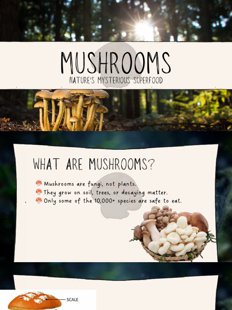 Mushroom New | PDF