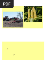 Corn Farming Guide for Farmers | PDF | Fertilizer | Maize