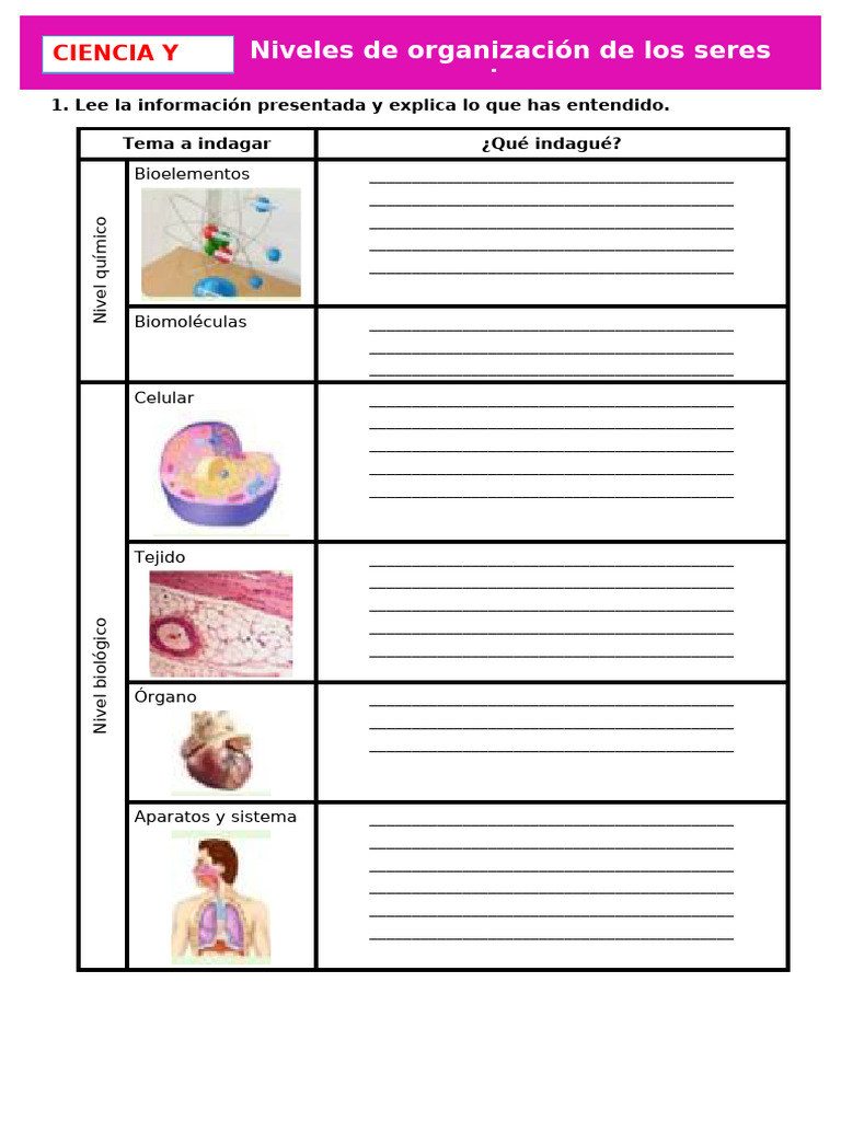 D3 A1 FICHA CYT Niveles de Organización de Los Seres Vivos | PDF | Organismos | Biología