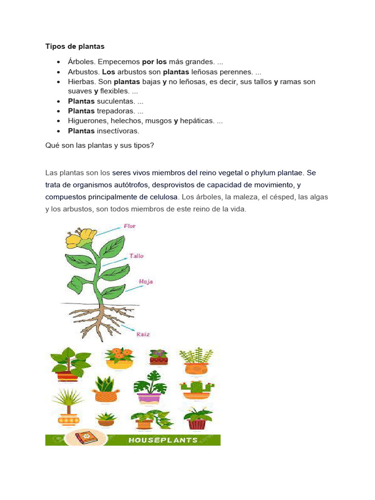Tipos de Plantas Por Los Los Plantas Plantas y y y Plantas Plantas y ...