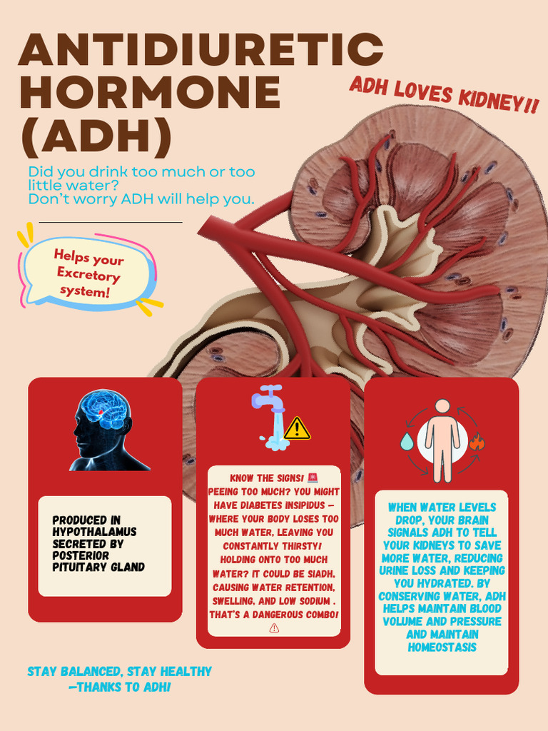 Antidiuretic Hormone (ADH) | PDF