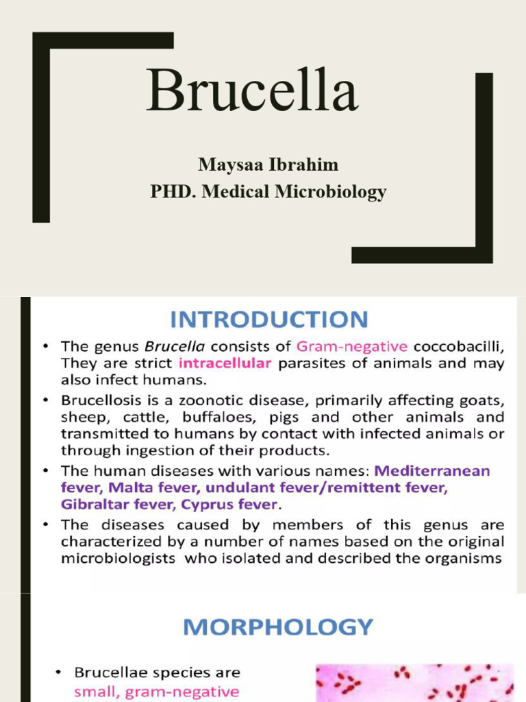Brucella (1) | PDF