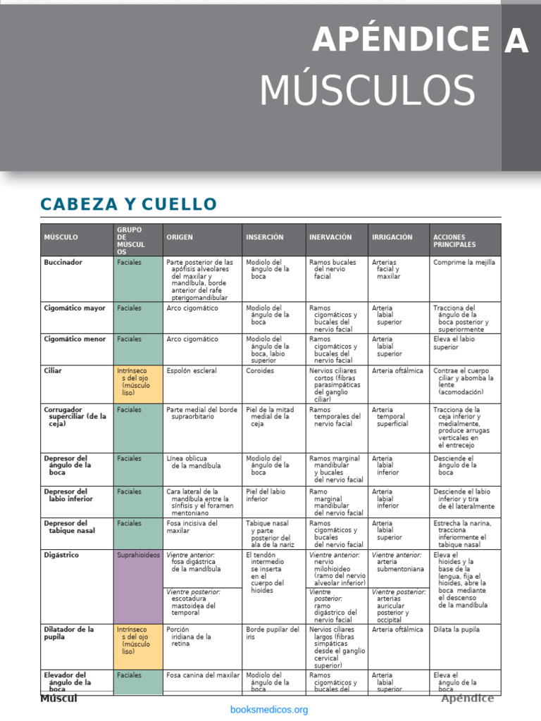 APENDICE DE MUSCULOS (NETTER) - CABEZA Y CUELLO | PDF | Nariz humana ...