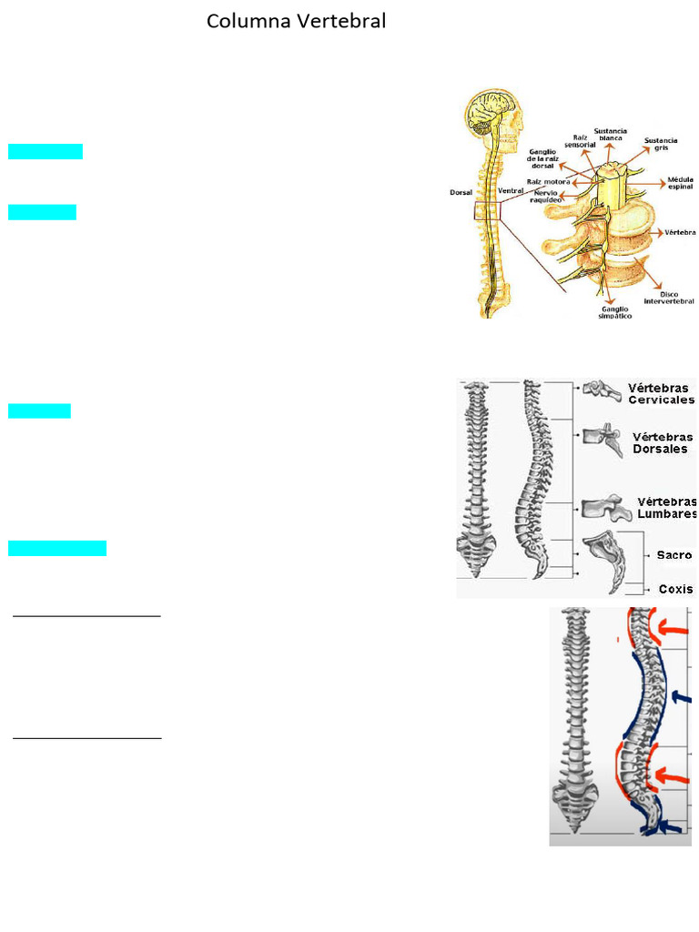 Estructura y Función de la Columna Vertebral | PDF | Vértebra | La ...