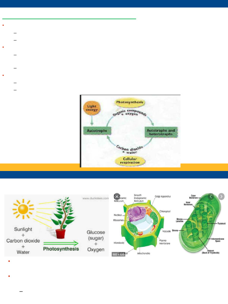 CH 10 Photosynthesis BIO1300 | PDF | Photosynthesis | Chlorophyll