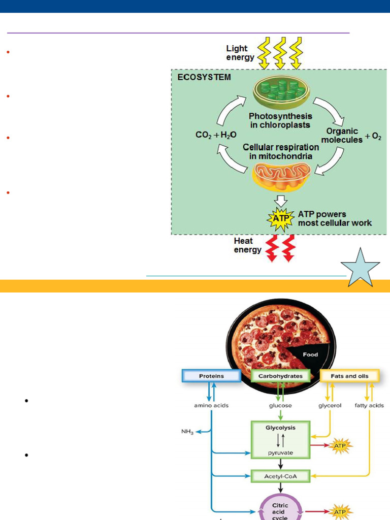 Cellular Respiration: Energy Production Explained | PDF | Cellular ...