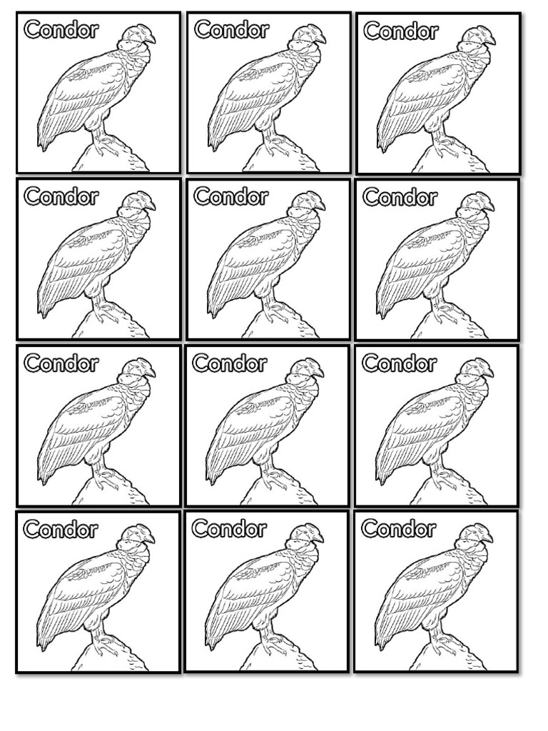 ACTIVIDAD CONDOR | PDF