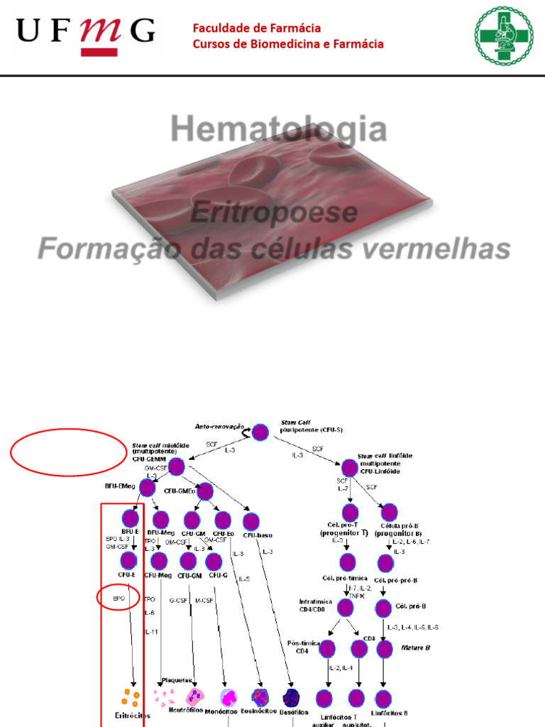 Mapa Mental da Eritropoiese | PDF | Hemácia | Anatomia