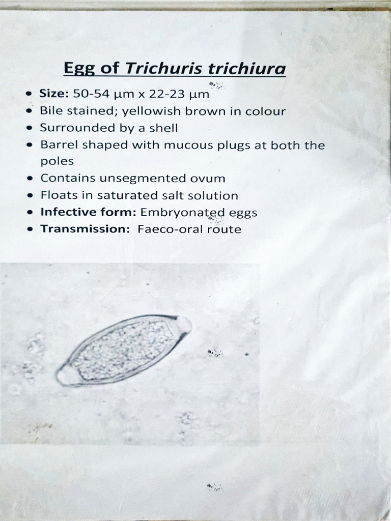 Stool Parasites Exam | PDF